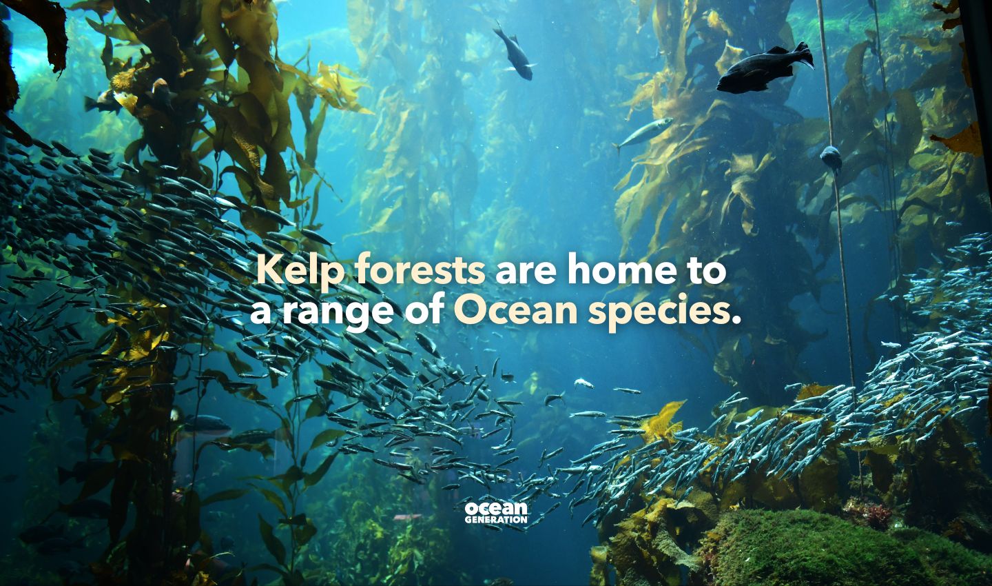 How Do Sea Otters Make Themselves at Home in the Kelp Forest? - Ocean ...