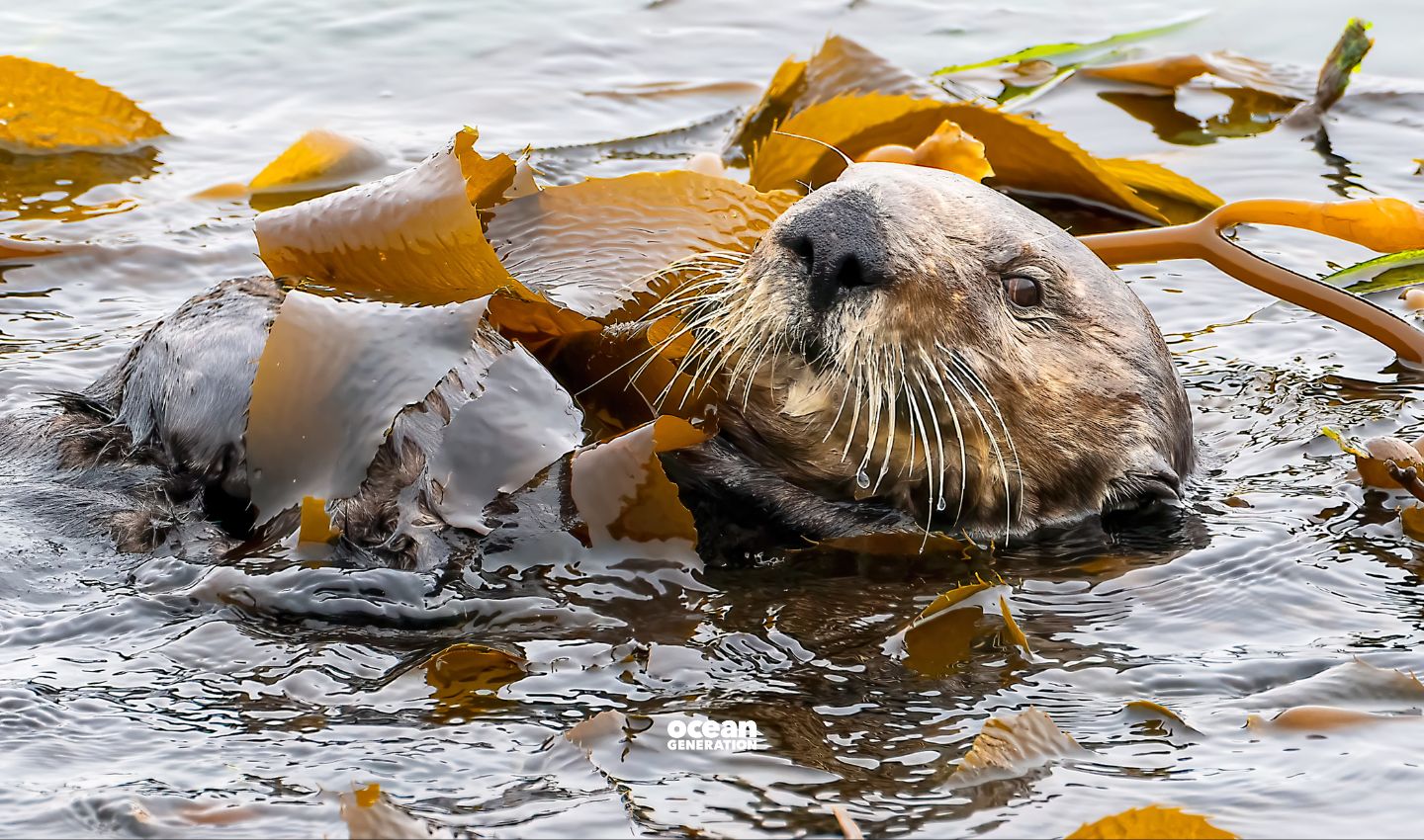 How Do Sea Otters Make Themselves at Home in the Kelp Forest? - Ocean ...