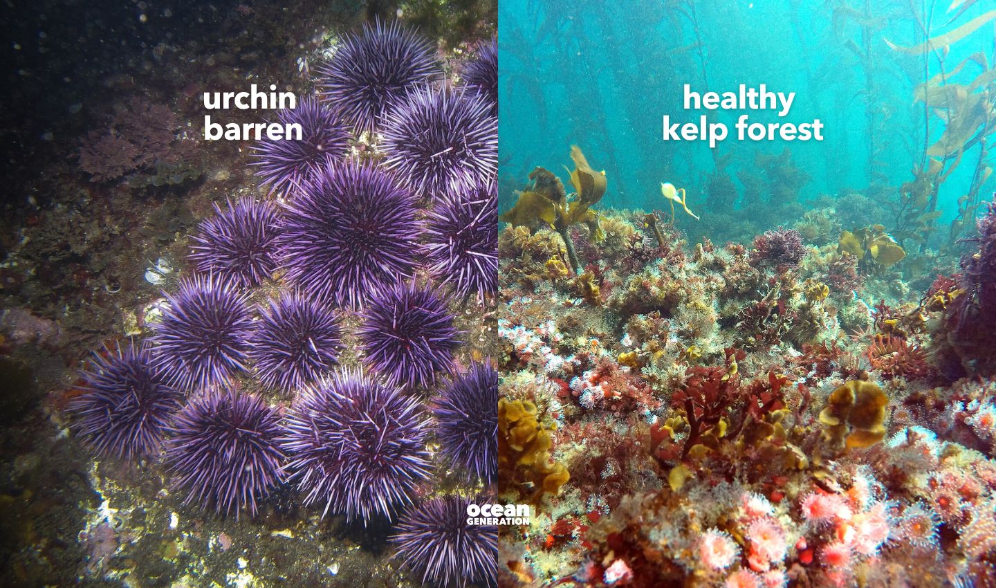 How Do Sea Otters Make Themselves at Home in the Kelp Forest? - Ocean ...