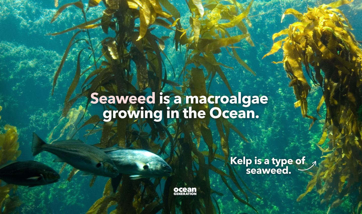 Is Seaweed the Secret to Ditching Plastic? Explained. - Ocean Generation