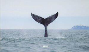 Why krill matter: Krill fishing and conservation in the Southern Ocean ...