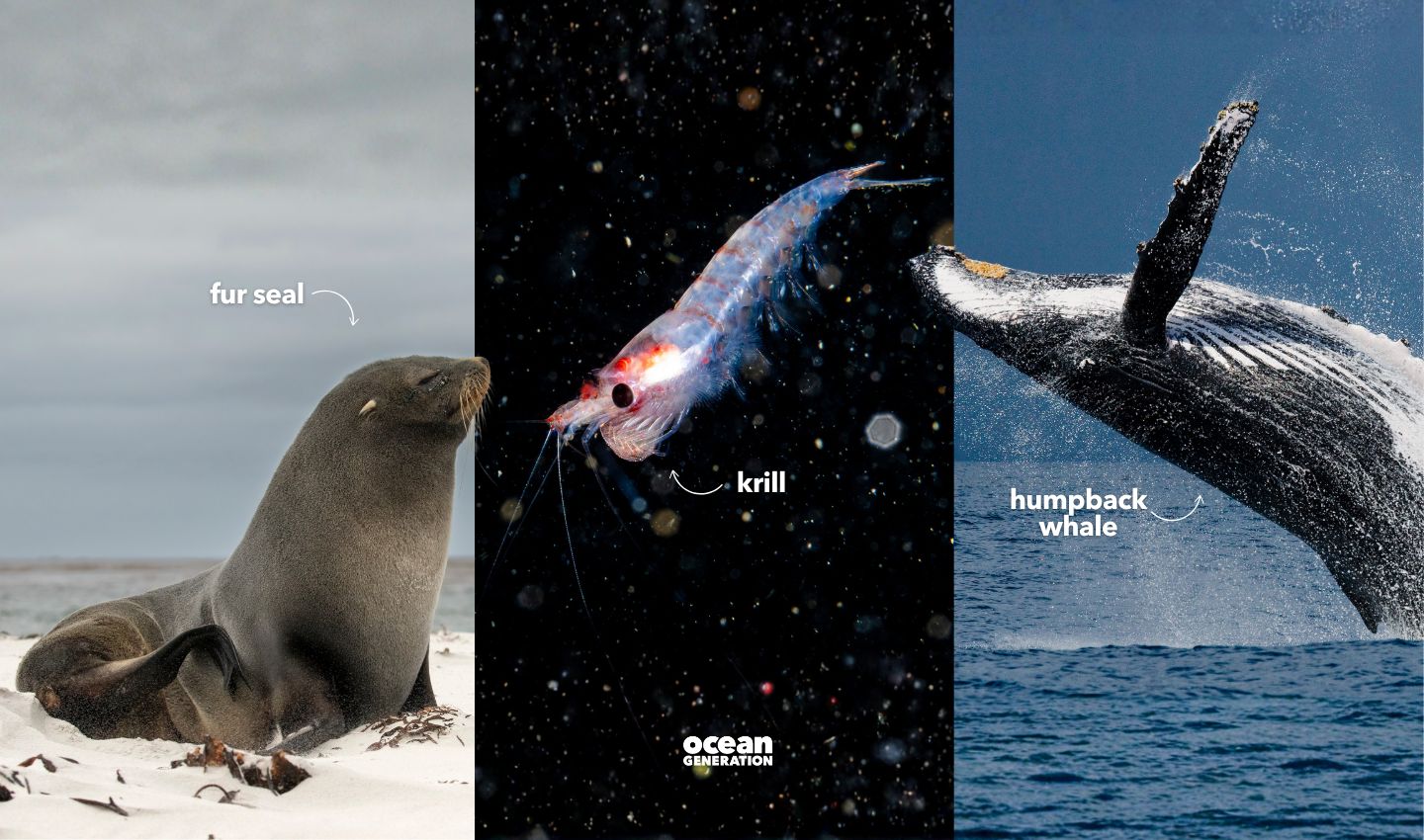 Why krill matter: Krill fishing and conservation in the Southern Ocean ...