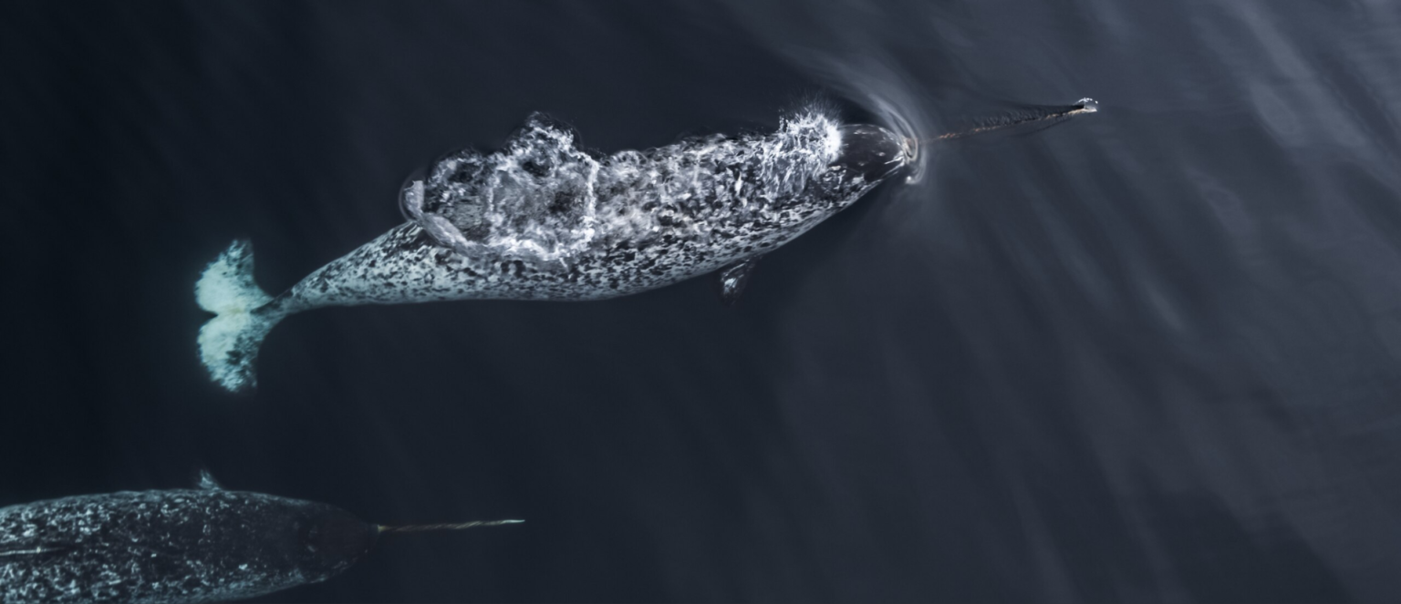 Narwhals and Unicorns: How the magic of the Arctic has changed - Ocean ...
