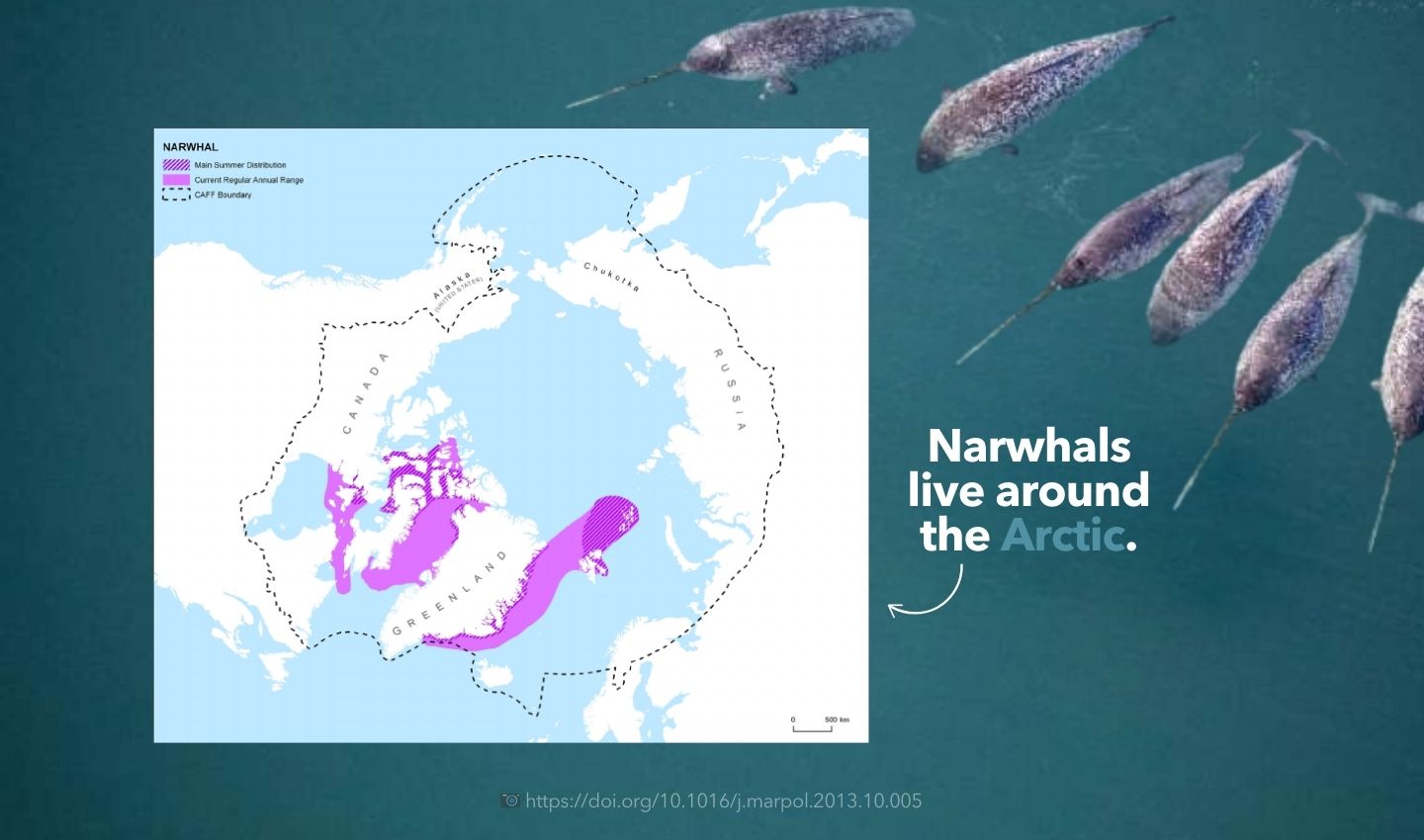 Narwhals and Unicorns: How the magic of the Arctic has changed - Ocean ...