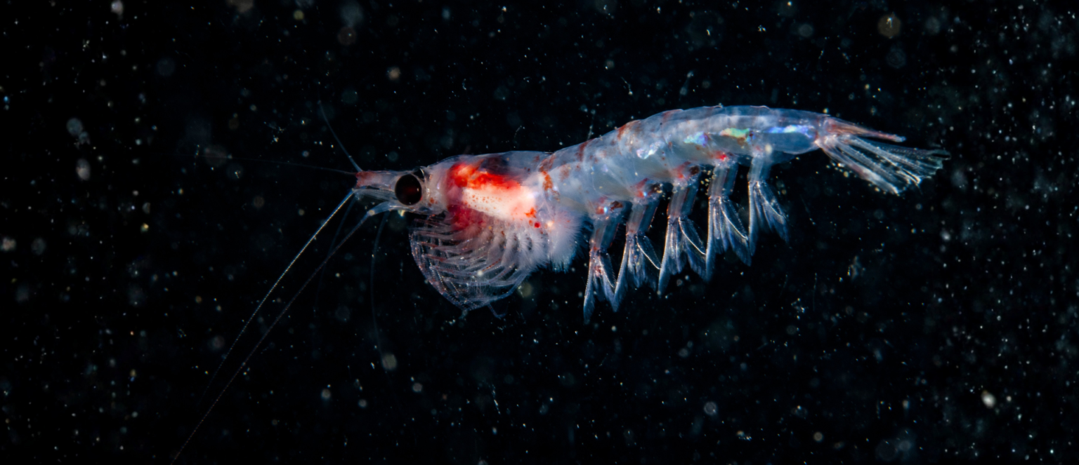 Why krill matter: Krill fishing and conservation in the Southern Ocean ...