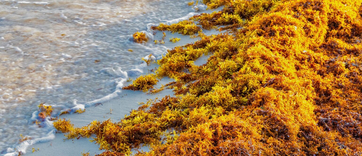 Secret life of algae: From oxygen to algae blooms - Ocean Generation