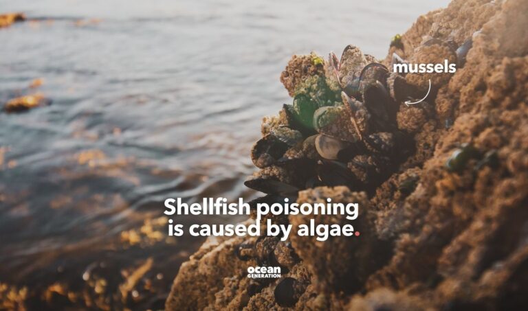 Secret life of algae: From oxygen to algae blooms - Ocean Generation