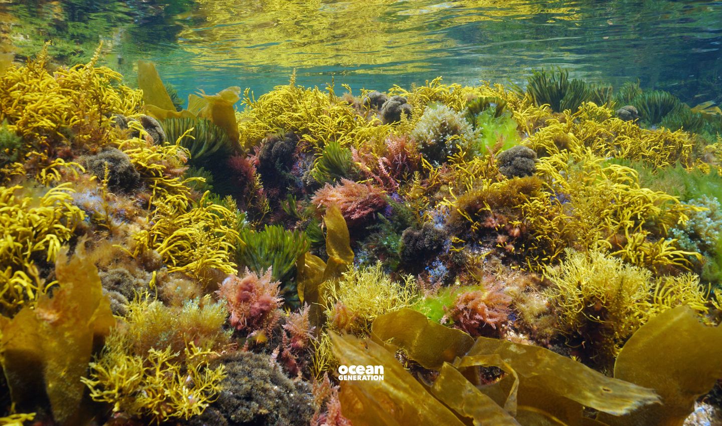 Secret life of algae: From oxygen to algae blooms - Ocean Generation