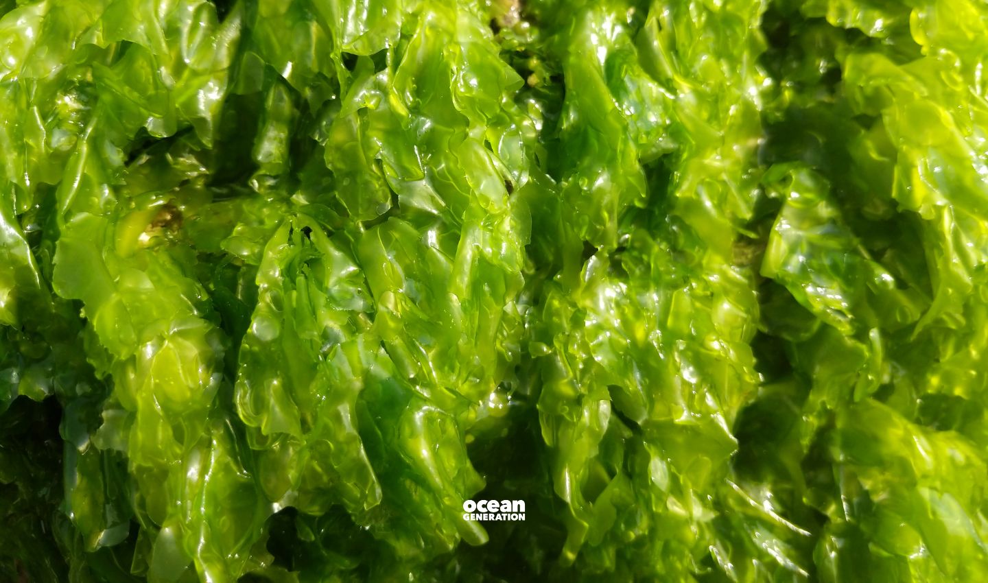 Secret life of algae: From oxygen to algae blooms - Ocean Generation